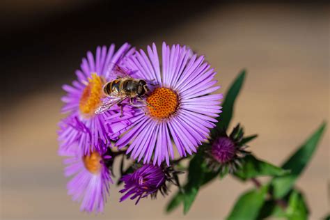 Zdjęcia Astra Gawędki 5 Fotografii