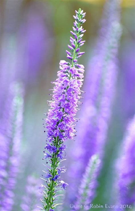 ПОЛЬЗА ИВАН ЧАЯ