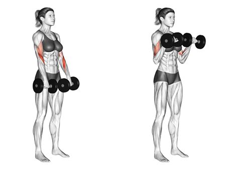Reverse Curls Vs Hammer Curls Which Is Best For The Biceps Inspire Us