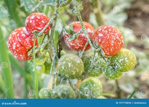 Sprayed Tomatoes With Pesticides Herbicides And Insecticides Royalty Free Stock Image
