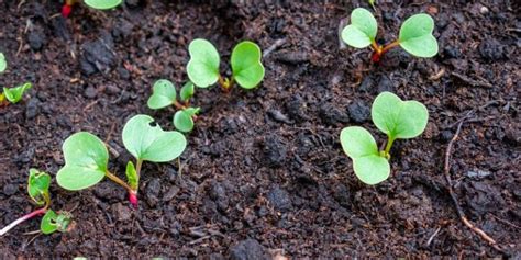 Radish Growth Stages
