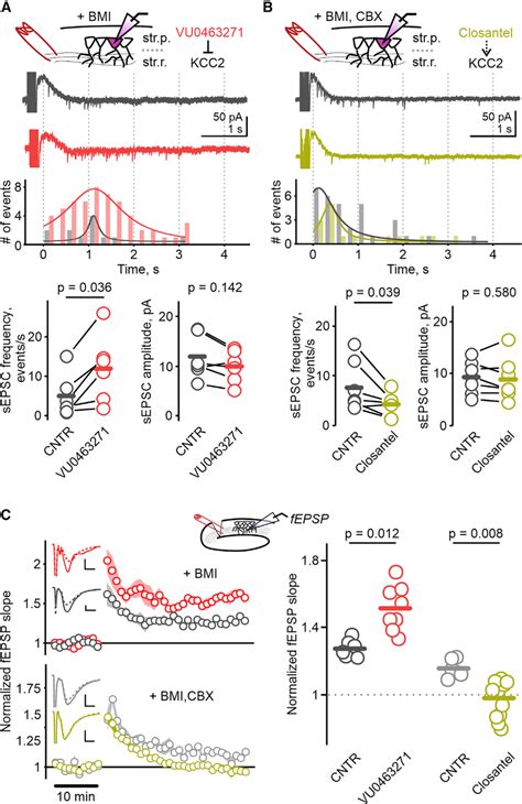 Kcc2 Alteration Uncovers The Physiological Relevance Of Inward Download Scientific Diagram