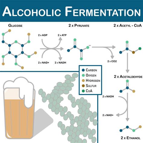 Fermentation Process Diagram Diagram Fermentation Process Stock