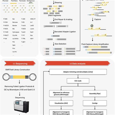 Schematic Diagram Of The Whole Structure And Arrangement Of Transgene Download Scientific