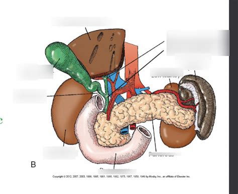 Digestive System Labeling Part 15 Diagram Quizlet