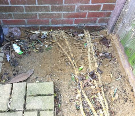 Bamboo Garden Warning Uk Gardeners Warned Over Plant As Dangerous As