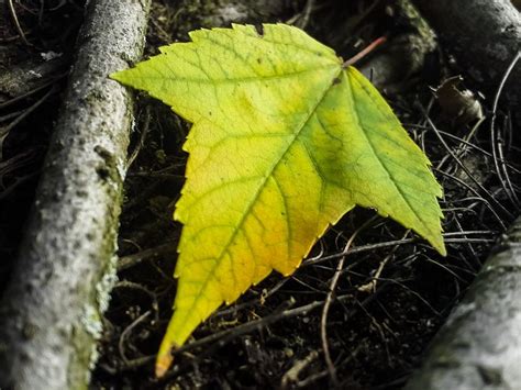 Fallen Timothy Pledger Photography Flowers Plants And Trees Plants Leaves Artpal