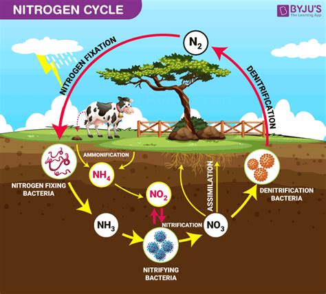 Fully Labeled Diagram Of The Nitrogen Cycle