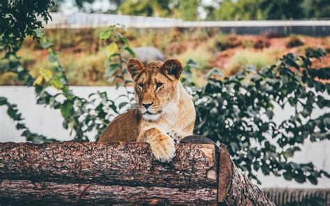 Tomcat And Environment Entries Dzone