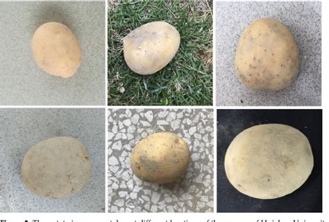 Figure 2 From Potato Surface Defect Detection Based On Deep Transfer