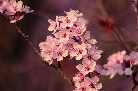 Cherry Blossoms Sakura Pink Free Photo On Pixabay Pixabay