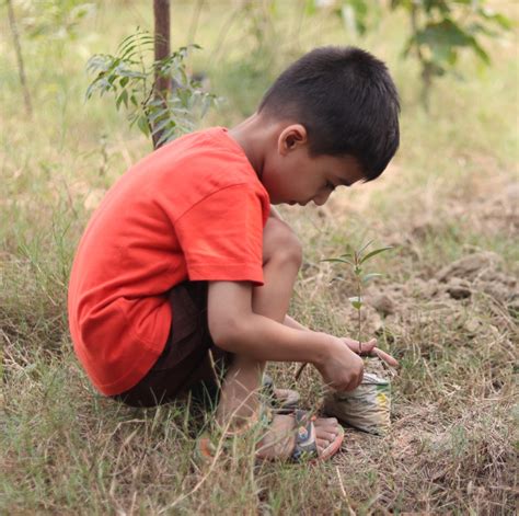 How To Plant A Sapling Peepal Baba