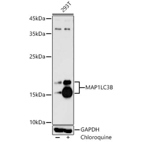 Anti Lc3b Antibody A329560