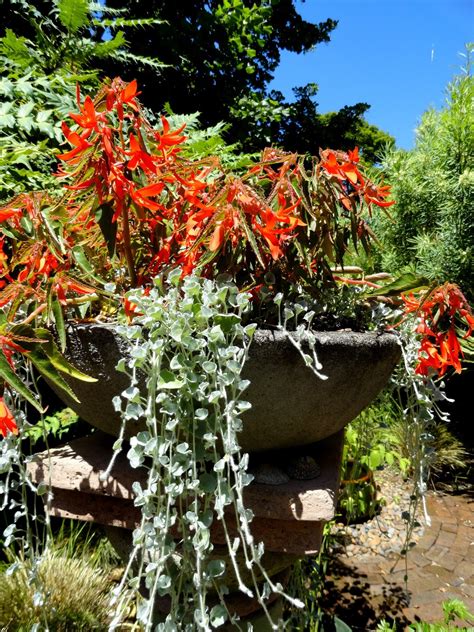 Danger Garden The Portland Garden Of Ketzel Levine