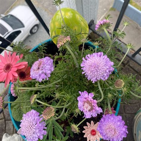 Plant Stake 1 Pc Daisy Flower Echinacea Daisy Ceramic Garden