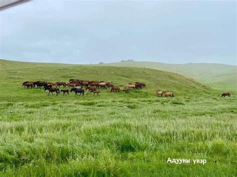 Хайрхан сумын аварга 2024 адуучин тэмцээний шилдэг уурга ташуур шүүрэгч Асгат багийн ААУ