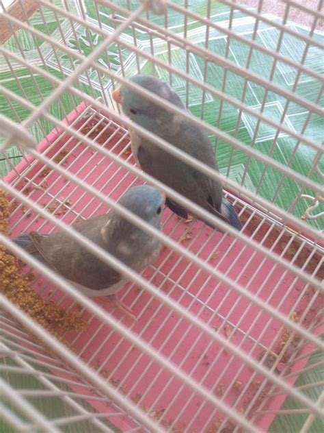 จับคู่ ตั้งแต่เล็ก Ligor Forpus ฟอพัสนครศรีฯ