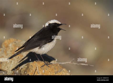Cyprus Wheatear Oenanthe Cypriaca Male Singing Cyprus Europe Stock