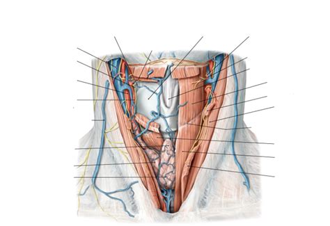Lab 18 Diagram Quizlet