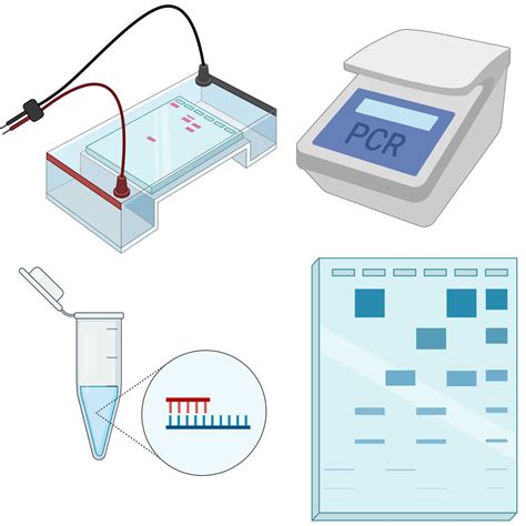 Dna Quality Control By Agarose Gel Electrophoresis