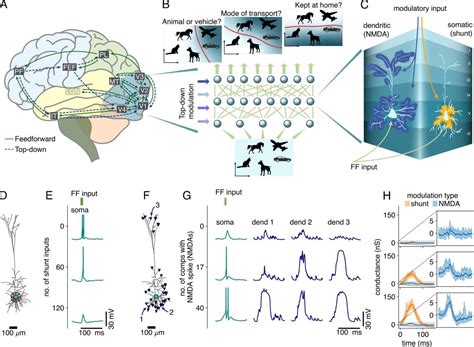 Nmda Driven Dendritic Modulation Enables Multitask Representation