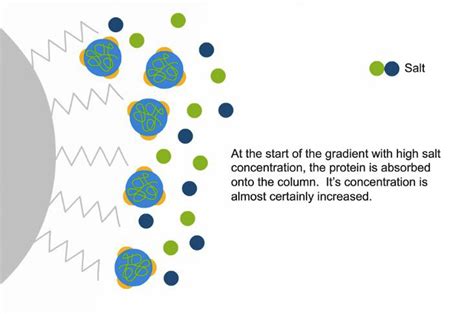 Hydrophobic Interaction Transmission Electron Microscopy Tem Images