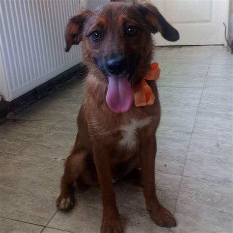 Timar Is Geadopteerd Stichting Zilver