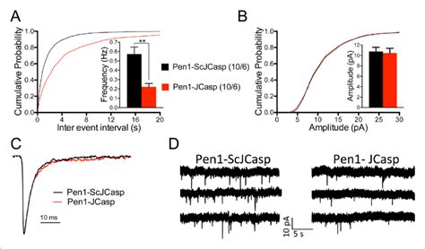 Pen1 Jcasp Reduces Frequency Of Excitatory Miniature Currents A