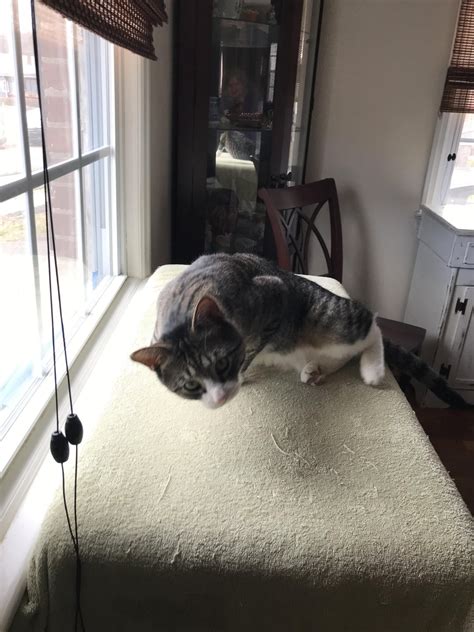 the new hover feature is awesome r standardissuecat