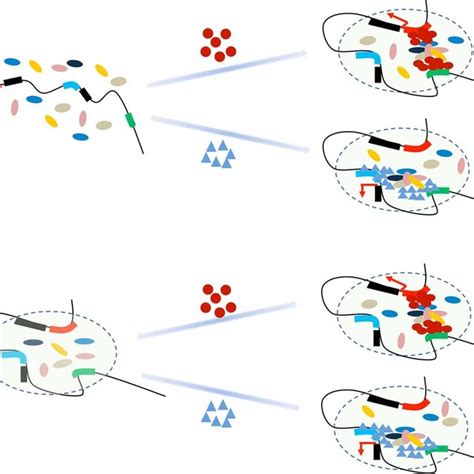 Two Models For The Structurefunction Relationships During Gene Download Scientific Diagram
