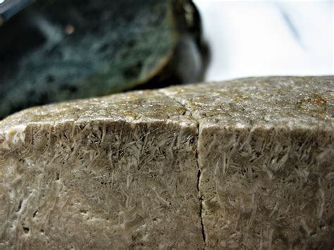 Calcareous Sponge Spicules Member Collections The Fossil Forum