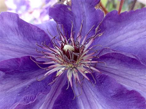 Everything You Always Wanted To Know About Clematis Sex Flickr