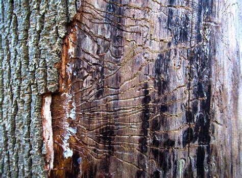 Natuurlijk Kunstwerk Onder Boomschors De Veluwenaar