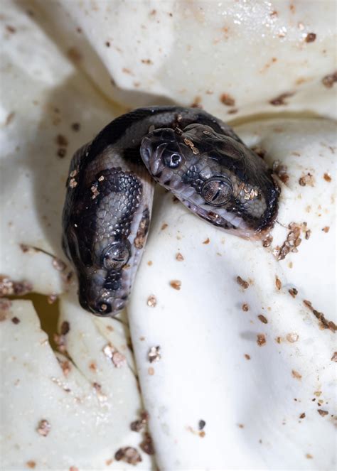 Snake Eggs Hatching