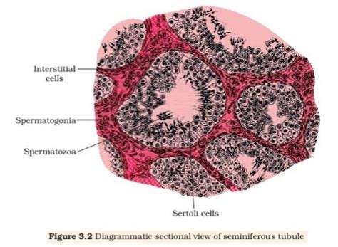 Oviparous Viviparous Ovoviviparous Spermatogenesis Plus Two Botany Chapter 03 Human