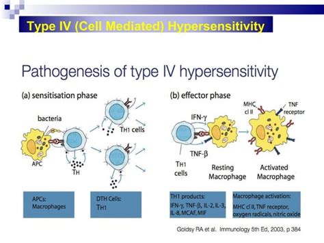 Hypersensitity And Types Of Hypersensitivity I II III IV PPT
