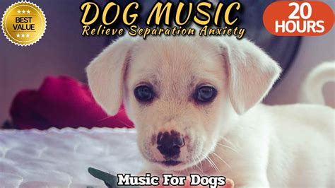 강아지가 좋아하는 음악💖🦮강아지 수면 음악 20시간 연속🐶🐾강아지의 스트레스를 풀어주는 힐링 음악🎵⭐분리 불안을 완화하는 음악 🐶💖출근할때 외출할때 틀어주세요 By 힐링
