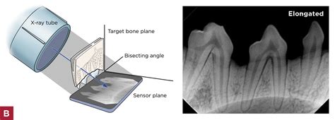 Veterinary Dental Radiography In Practice Todays Veterinary Nurse