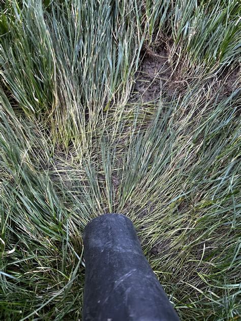 Should I Cut Shallow Rooted Grass Shorter Rlawncare