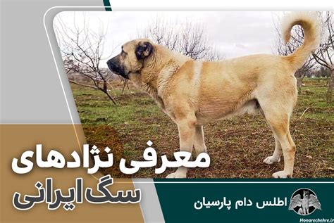 20 عکس از رونالدو ایرانی که شما را شگفت زده می کند