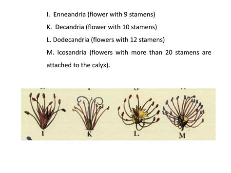 Artificial System Of Classification Pptx