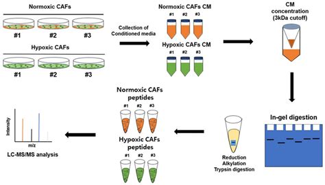 Schematic Diagram Of Secretome Analysis Normoxic And Hypoxic