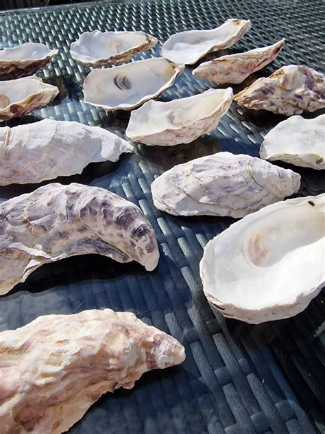 10 13cm Bundle Of Beautiful Oyster Shell Bottoms Cupped Part Of Shell