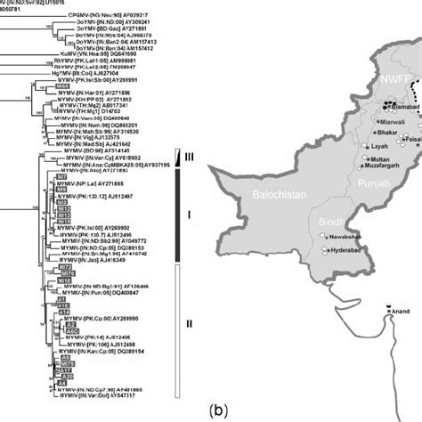 phylogenetic dendrogram based on complete nucleotide sequences of dna b