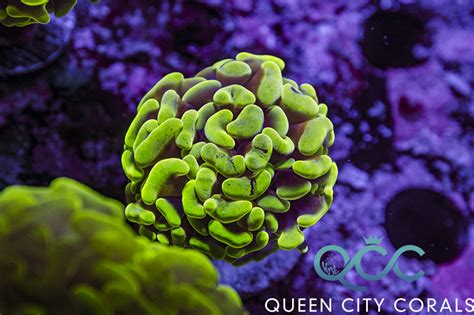Neon Green Copper Stem Hammer Wysiwyg Queen City Corals