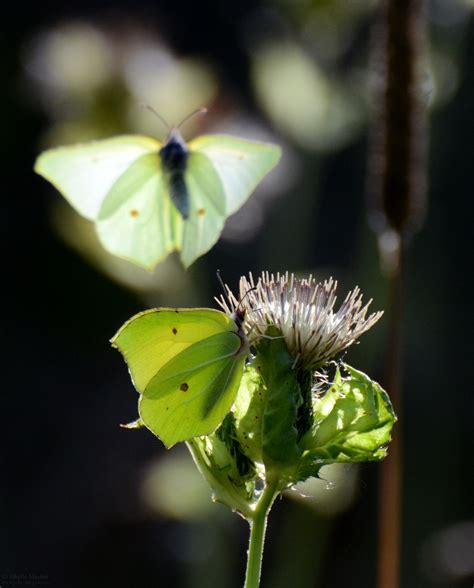 Flutterby Butterfly