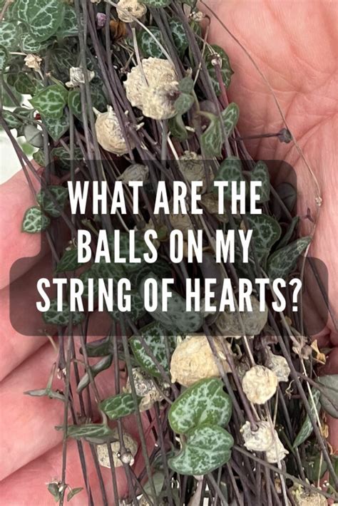 String Of Hearts Balls What They Are 3 Fun Tips