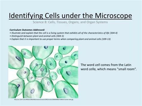 PPT Identifying Cells Under The Microscope PowerPoint Presentation ID
