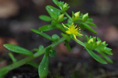 Sedum Bulbiferum Komochimannengusa
