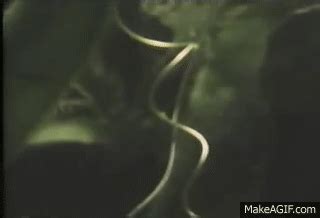 Sexual Encounters Of The Floral Kind 05 Water Plant Reproduction On Make A GIF